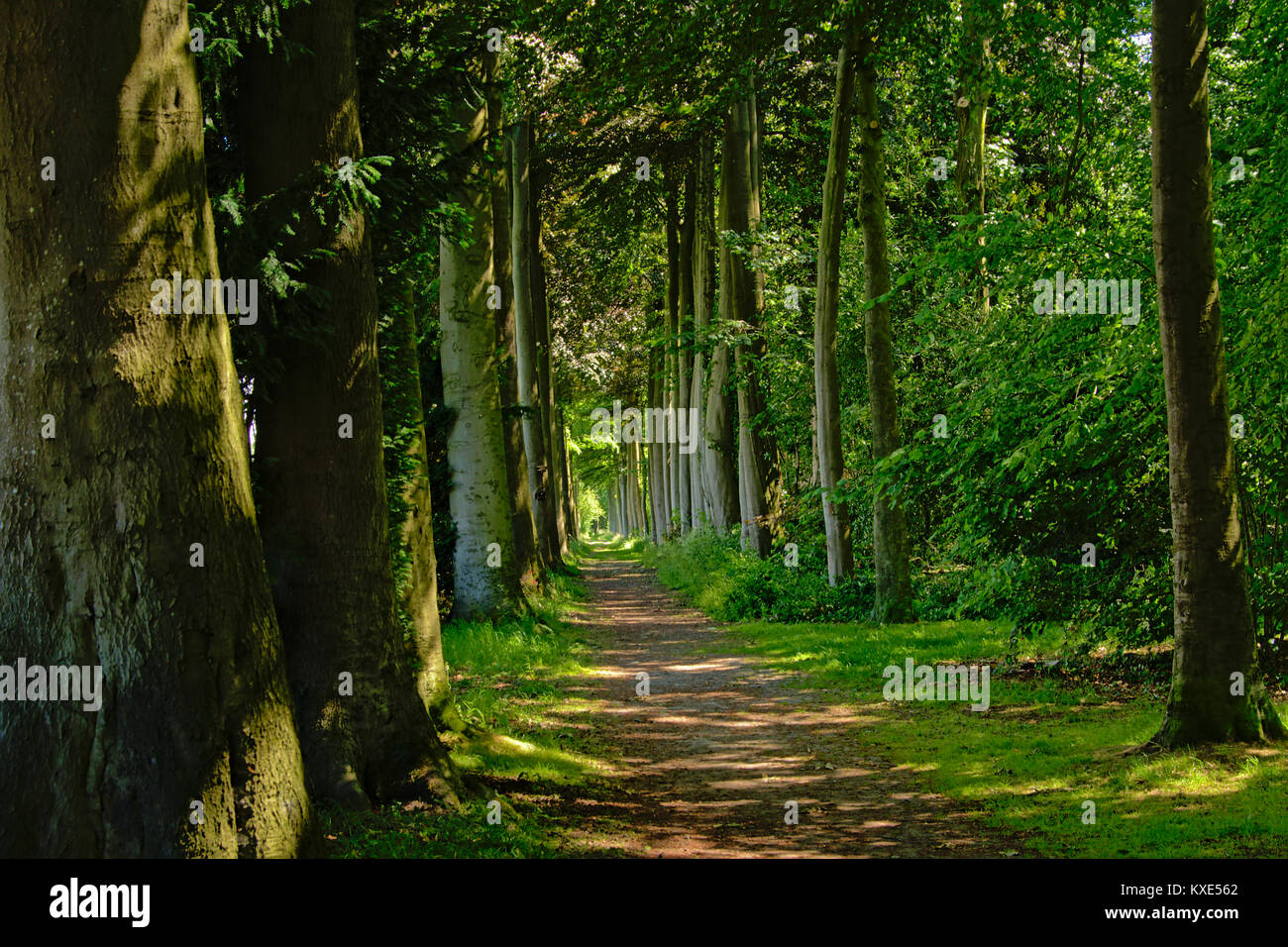 Download Walking Path Through A Lush Green Spring Forest Stock Image ...