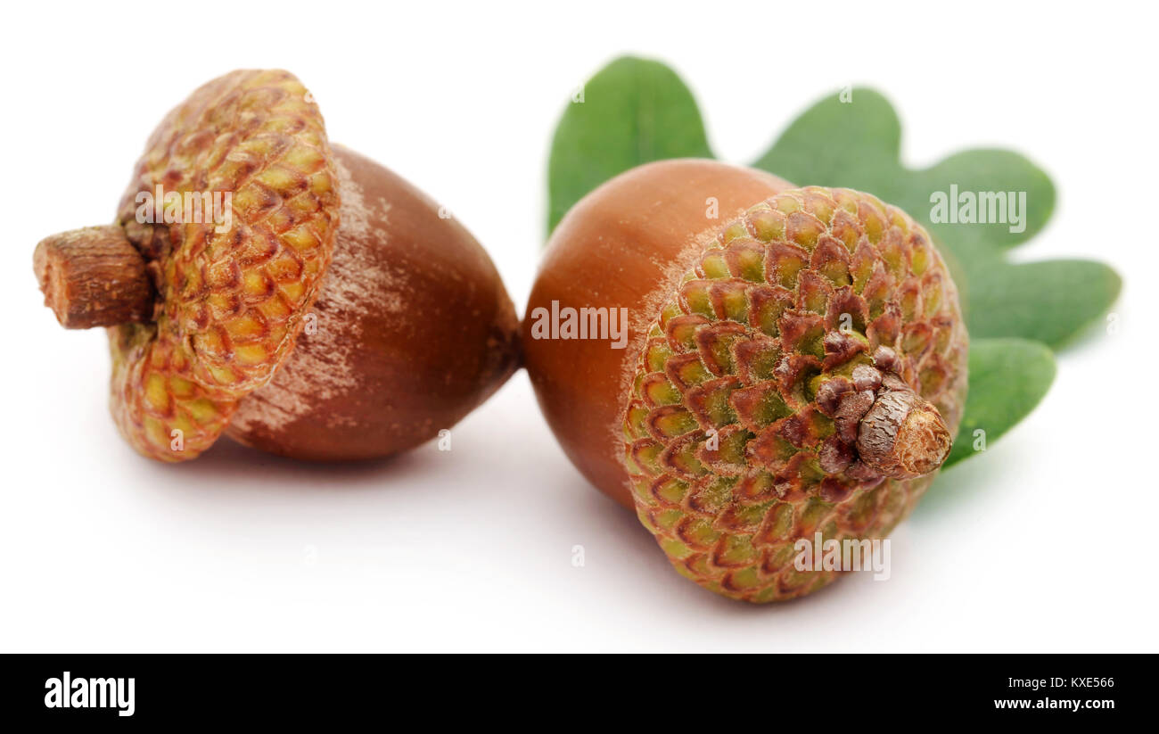 Quercus Alba Acorn