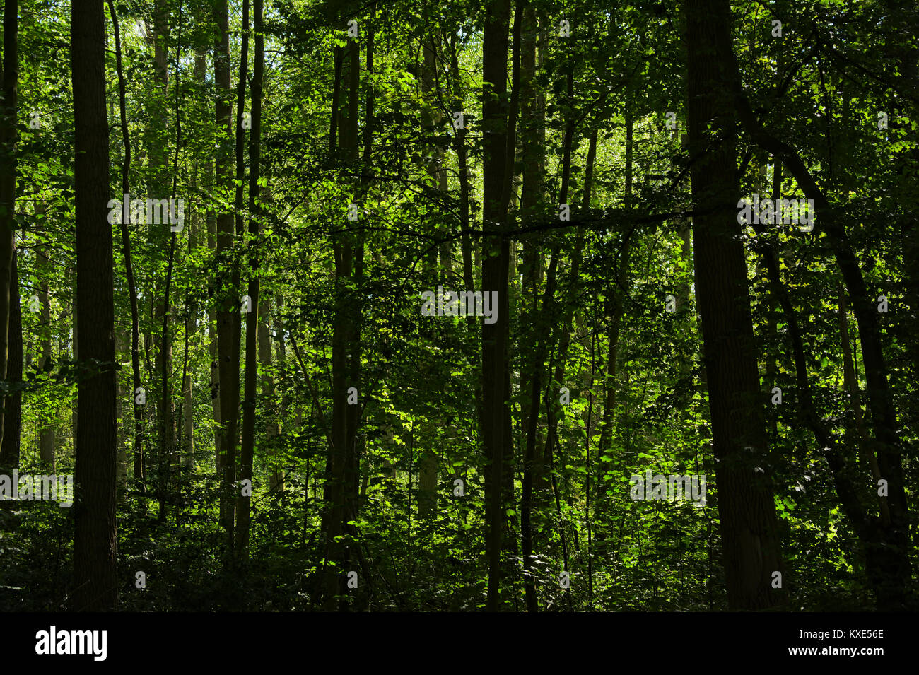 Lush sunny spring forest with fresh green leaves Stock Photo - Alamy