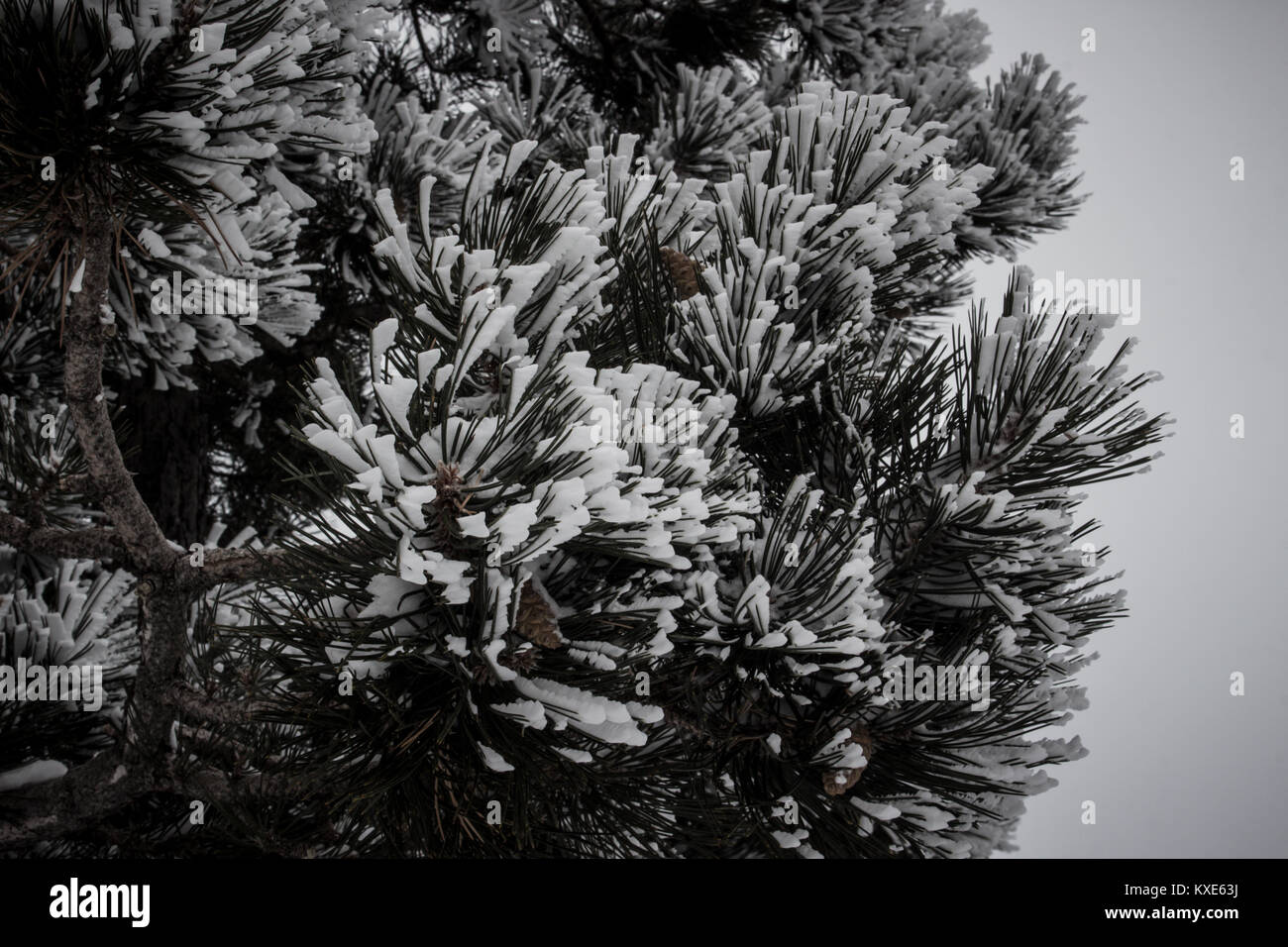 Bright green branches pine hi-res stock photography and images - Alamy