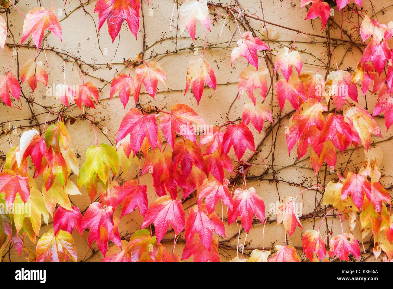 picture of autumnal colored grape vine at a house facade Stock Photo ...