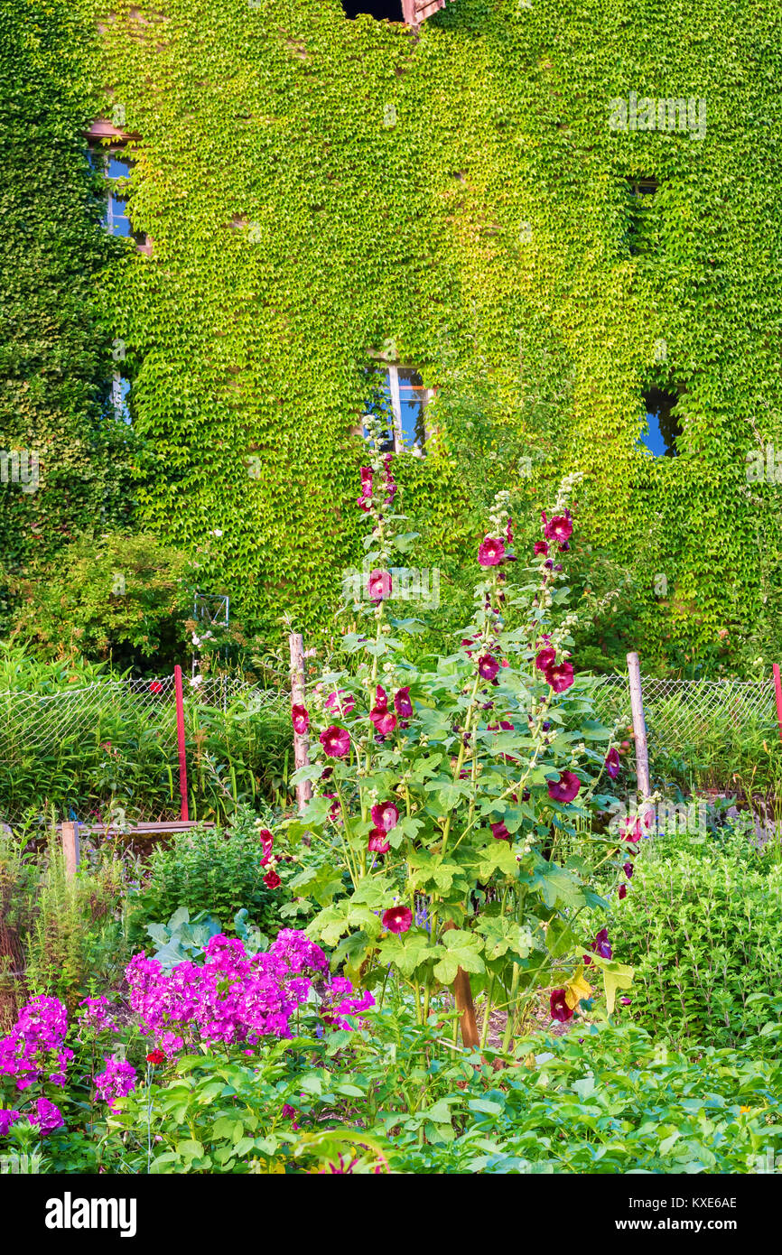 picture of a vine-clad farm building with cottage garden Stock Photo ...