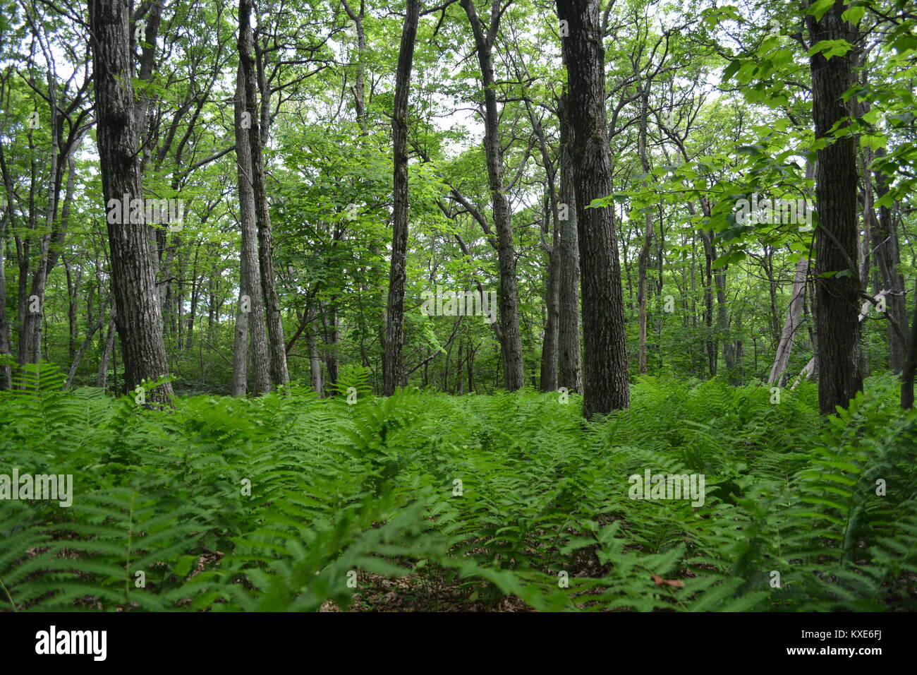 Appalachian trail at camping hi-res stock photography and images - Alamy