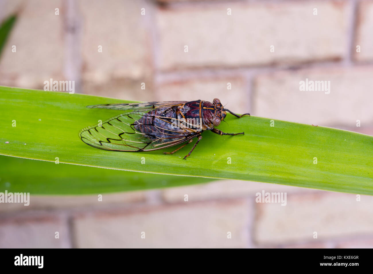 Australian bugs hi-res stock photography and images - Alamy