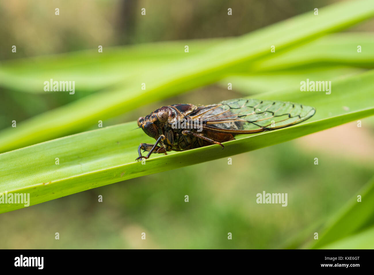 Australian bugs hi-res stock photography and images - Alamy