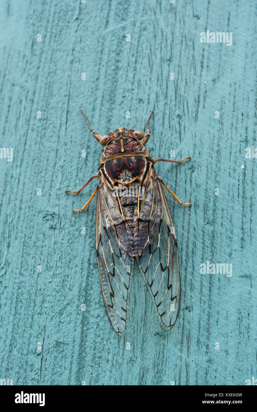 Australian bugs hi-res stock photography and images - Alamy