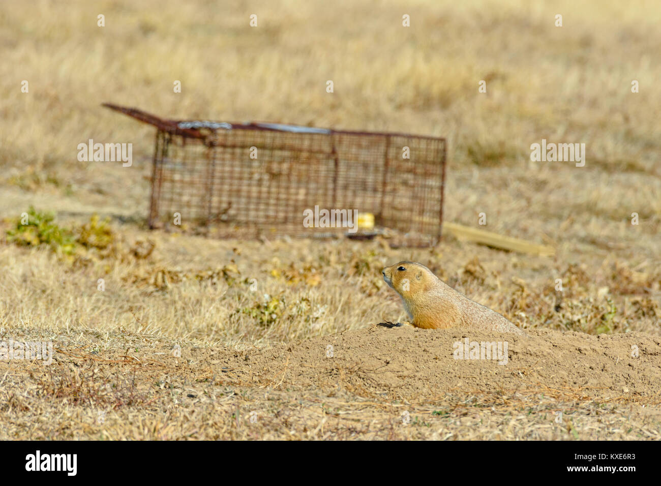 Animal Trap High Resolution Stock Photography and Images - Alamy