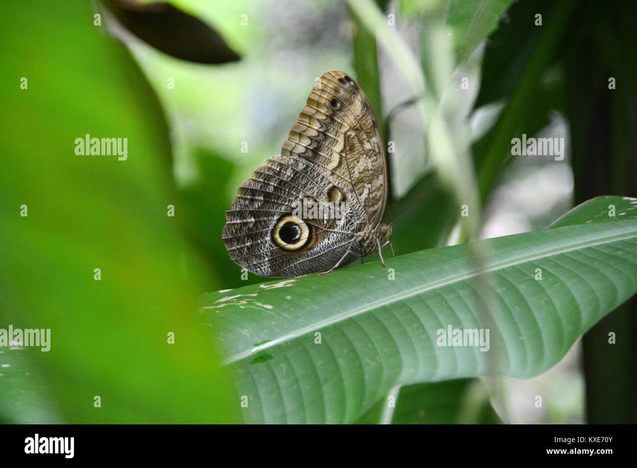 A giant owl butterfly sitting on a plant leaf in the rainforest in ...