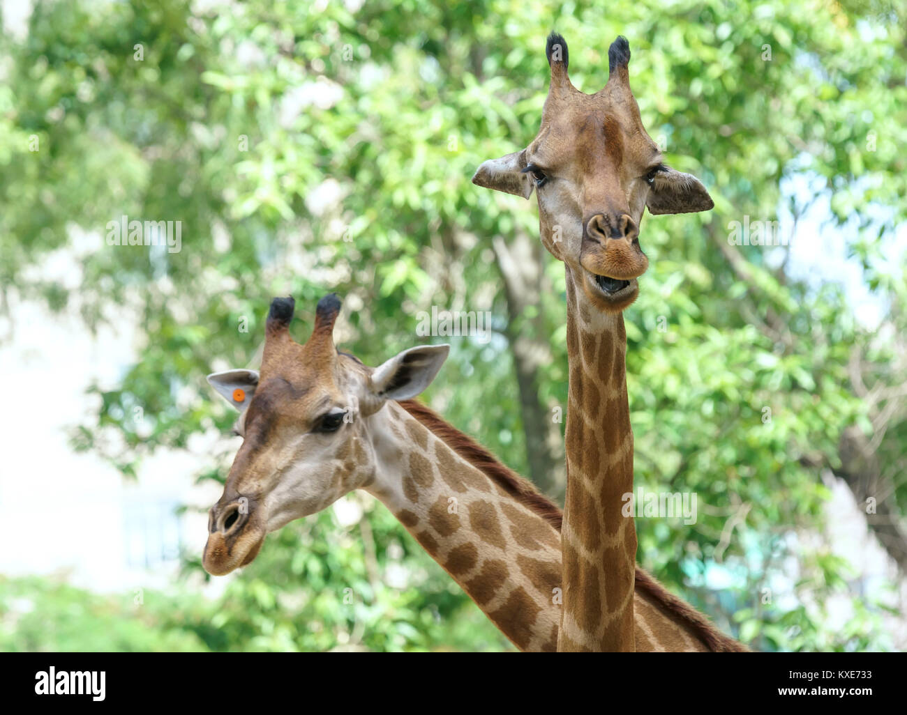 Portrait of a giraffe with long neck and funny head helps the animal ...