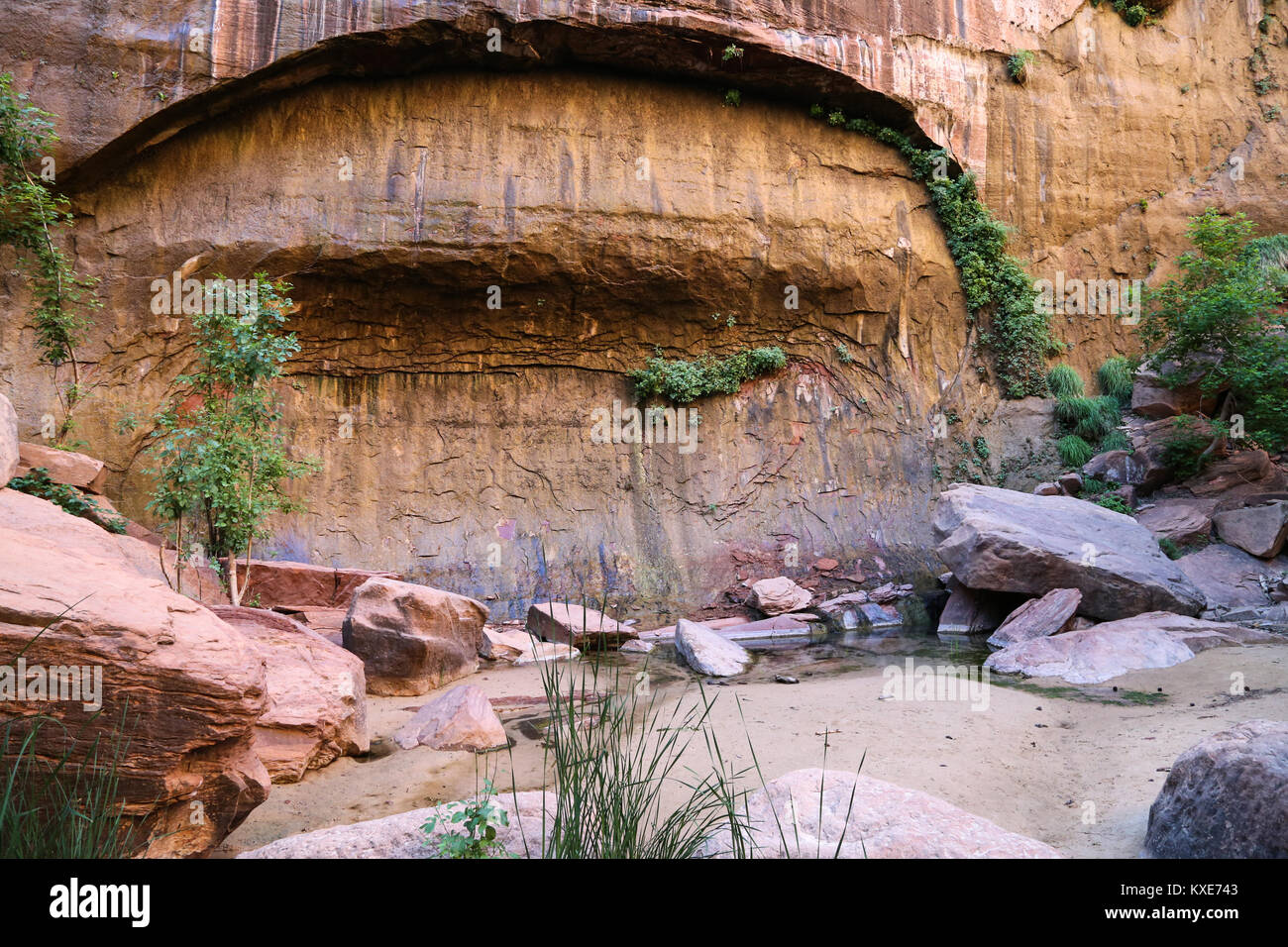 A scene along the Riverside Walk in Zion Canyon Stock Photo - Alamy