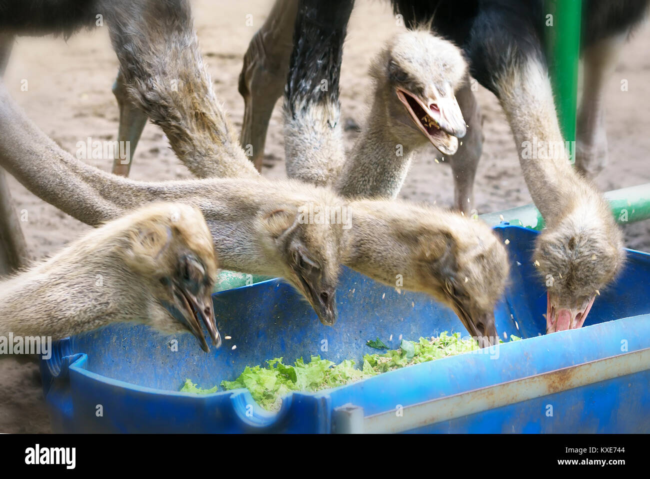 Oysters are eating breakfast in the zoo, which attracts many rare ...