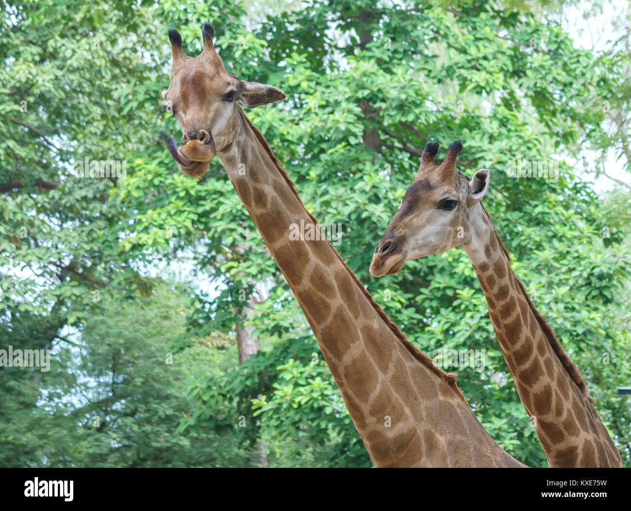 Oysters are eating breakfast in the zoo, which attracts many rare ...