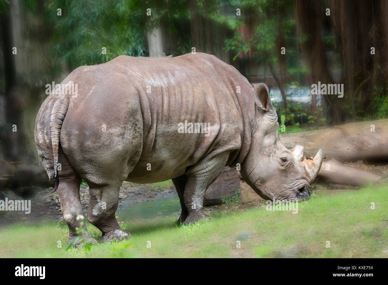 Extinct animal hi-res stock photography and images - Alamy