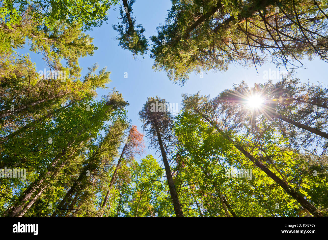 Low shot of tall forest trees with sun burst and blue sky Stock Photo ...