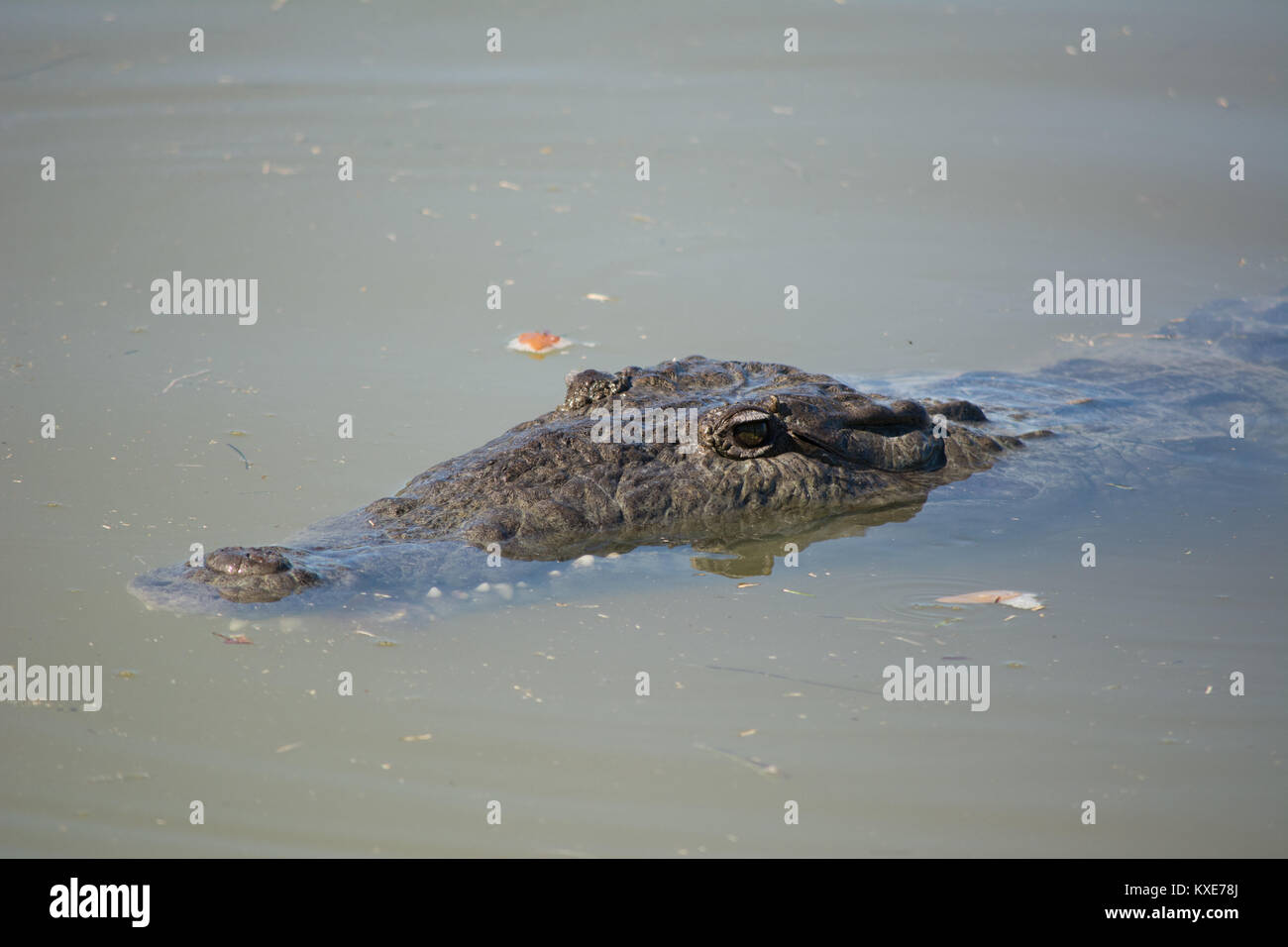 American Crocodile (Crocodylus acutus) from Monroe County, Florida, USA ...