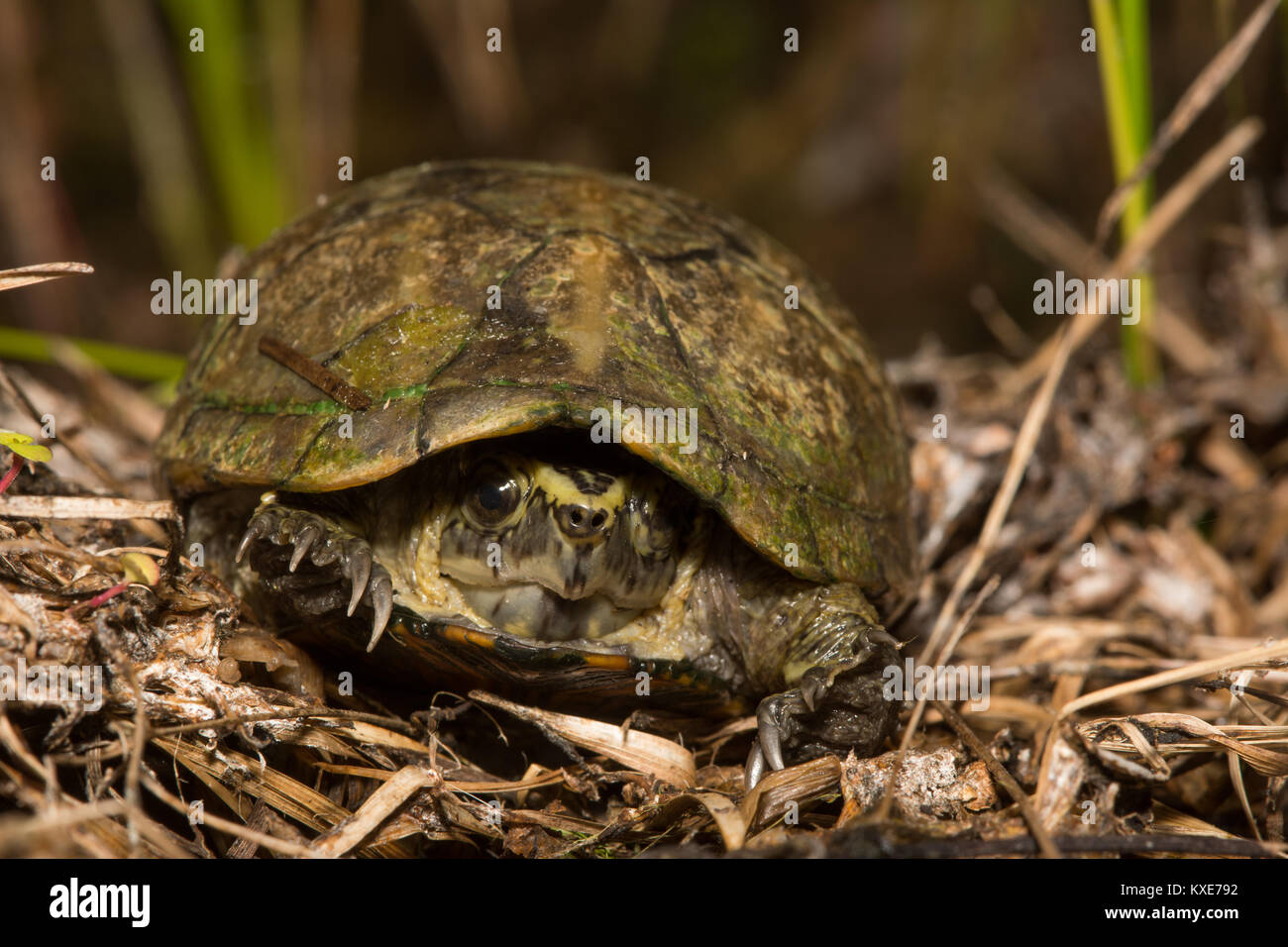 Striped Mud Turtle (Kinosternon baurii) from Miami-Dade County, Florida ...