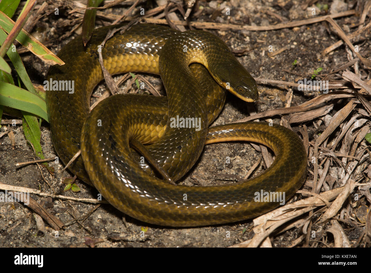 Striped crayfish snake hi-res stock photography and images - Alamy