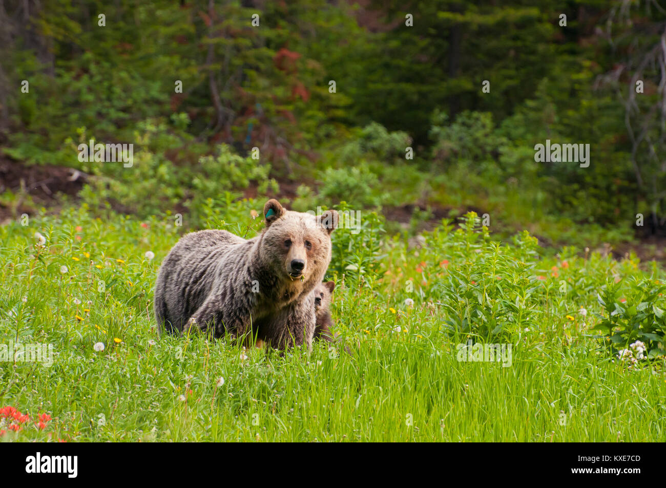 Mother brown bear hi-res stock photography and images - Alamy