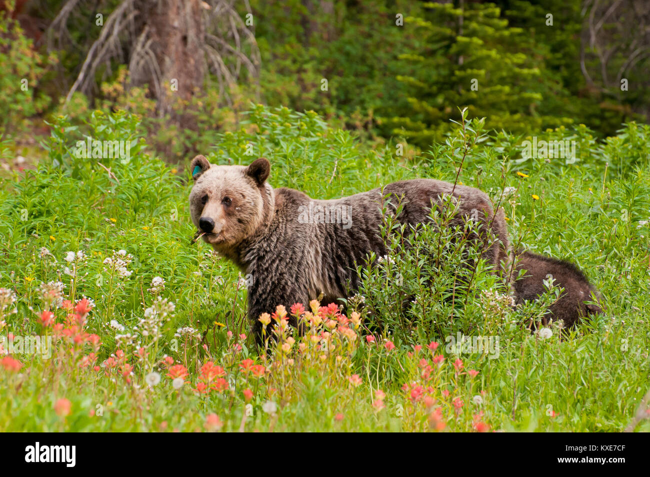 Closeup of grizzly bear feeding on fruits and flowers with small cub ...