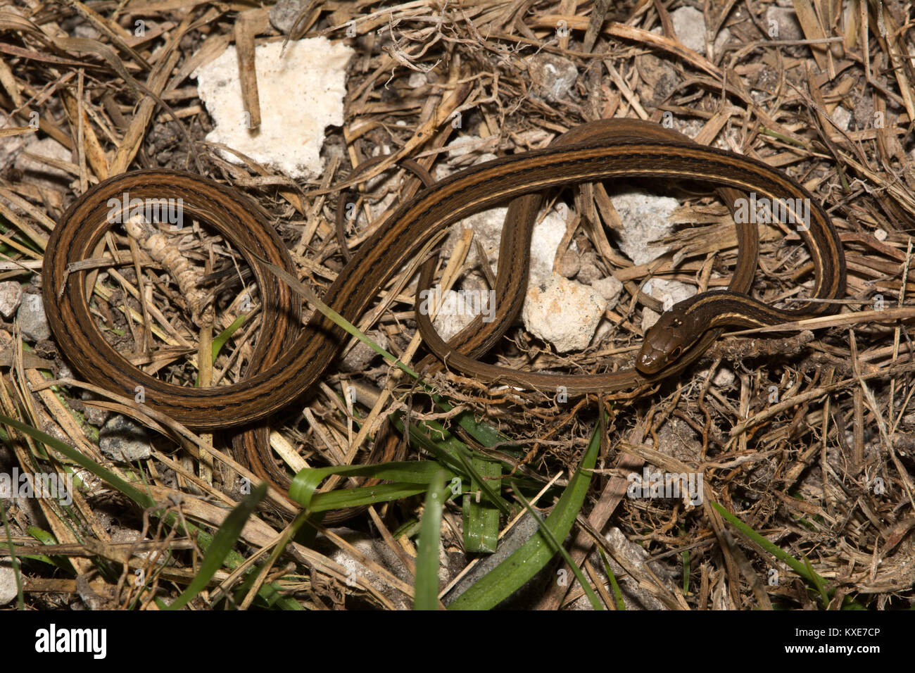 Peninsula Ribbonsnake (Thamnophis saurita sackenii) from Miami-Dade ...