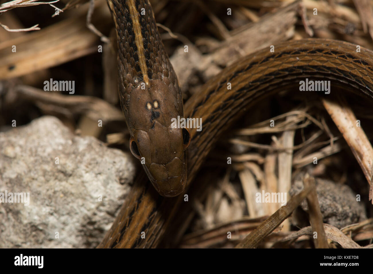 Peninsula Ribbonsnake (Thamnophis saurita sackenii) from Miami-Dade ...