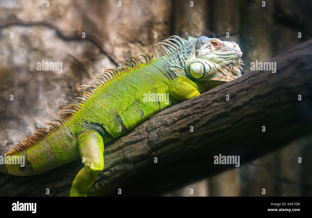 Giant iguana portrait is resting in the zoo. This is the residual ...
