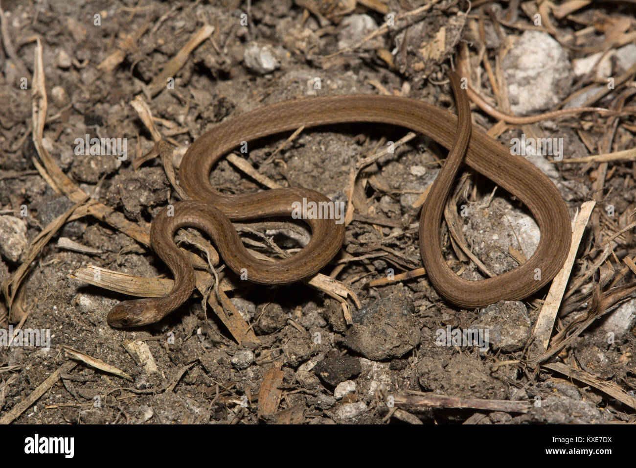 Florida brown snake hi-res stock photography and images - Alamy