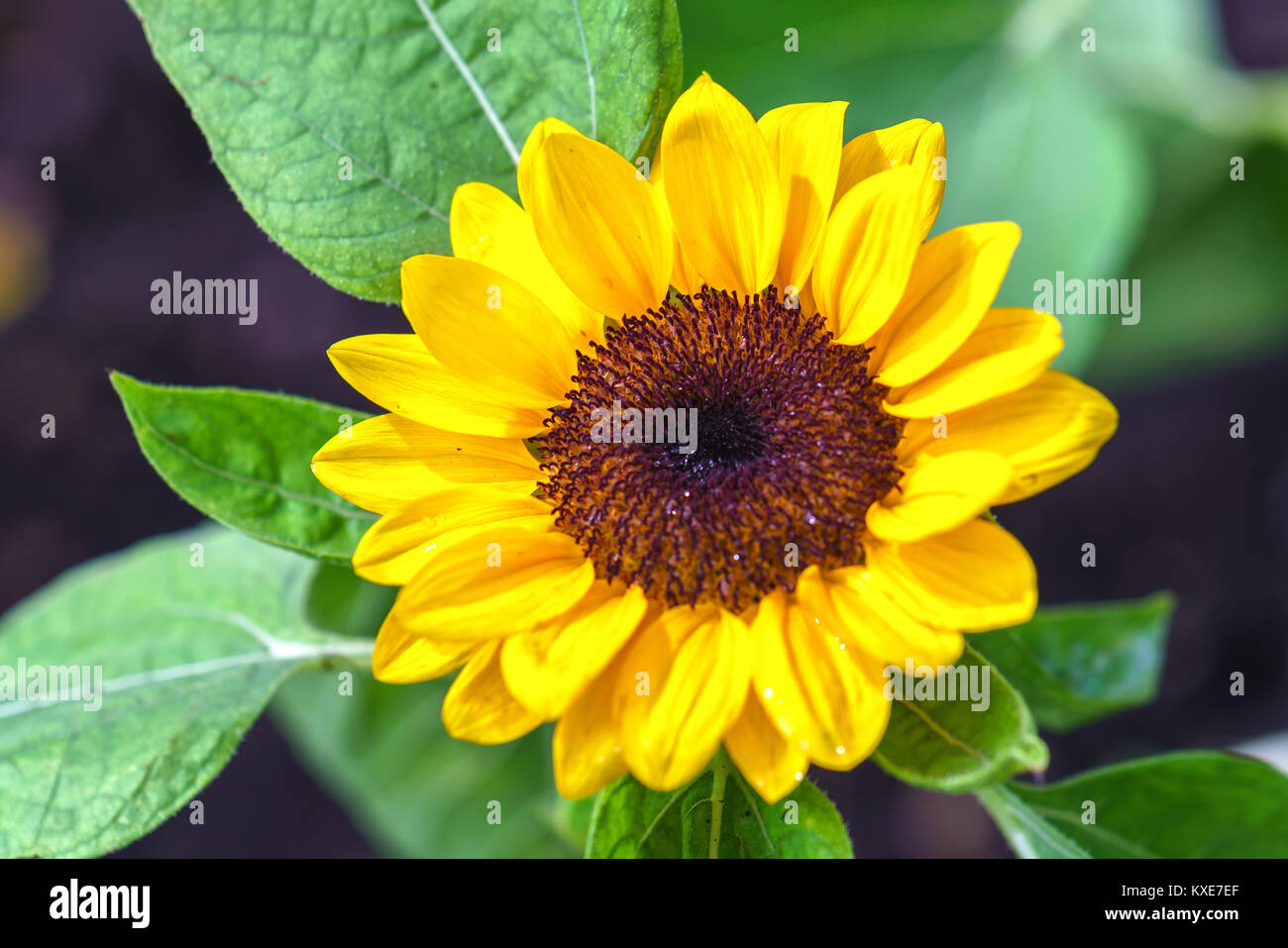 Sunflowers bloom in spring. This flower is the sun direction symbolizes ...