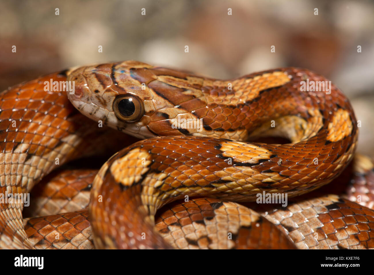 Caramel Corn Snake
