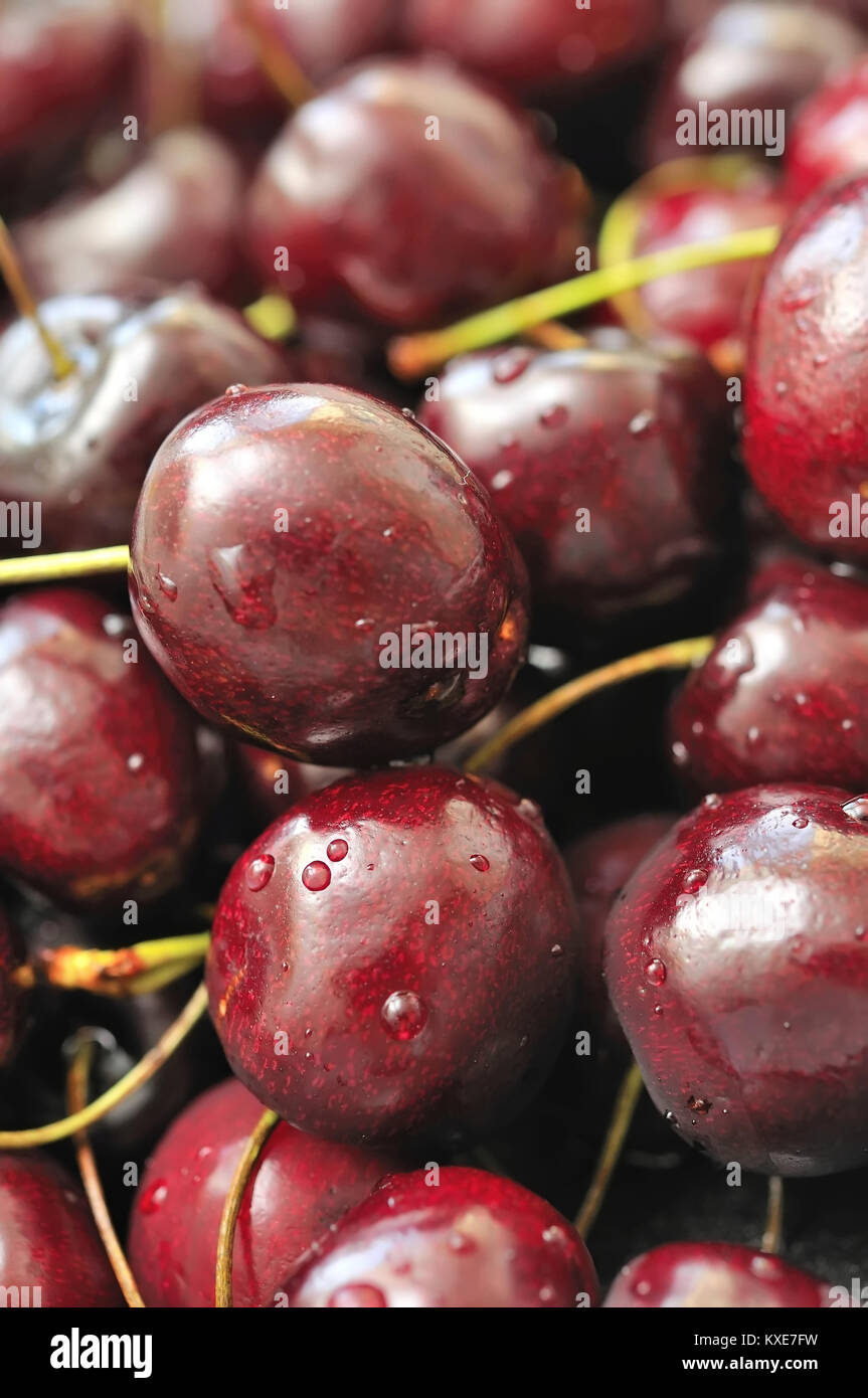 Freshly picked red cherries during harvest. Suitable for concepts such ...