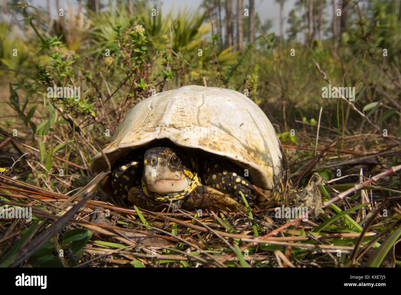 Florida Box Turtle (Terrapene bauri) from Miami-Dade County, Florida ...