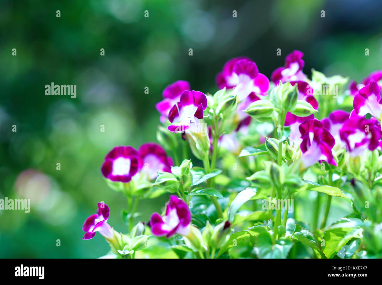 Pensee flower hi-res stock photography and images - Alamy