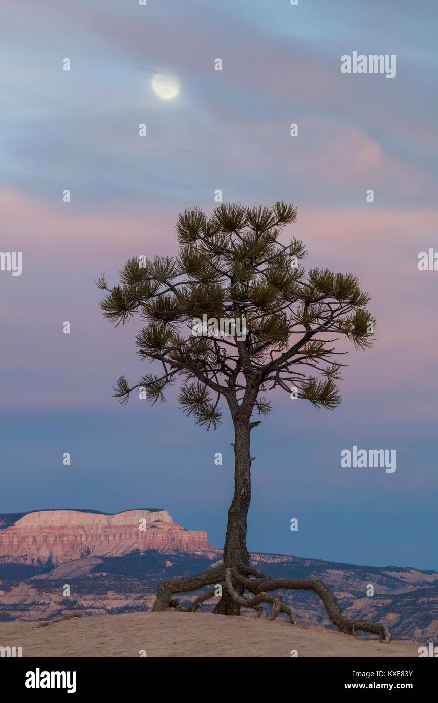 Full moon dusk pine hi-res stock photography and images - Alamy