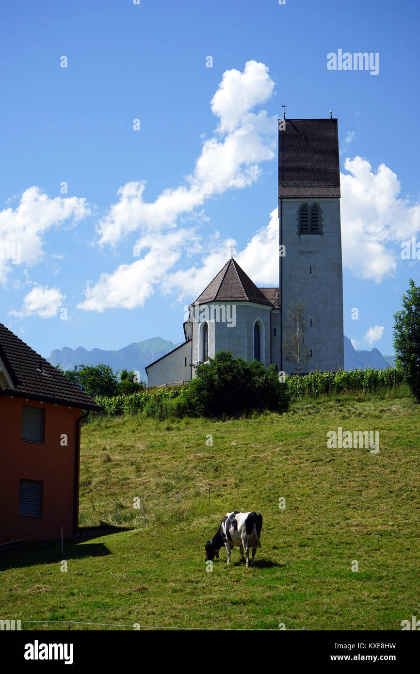 Church with tower and cow on the pasture Stock Photo - Alamy