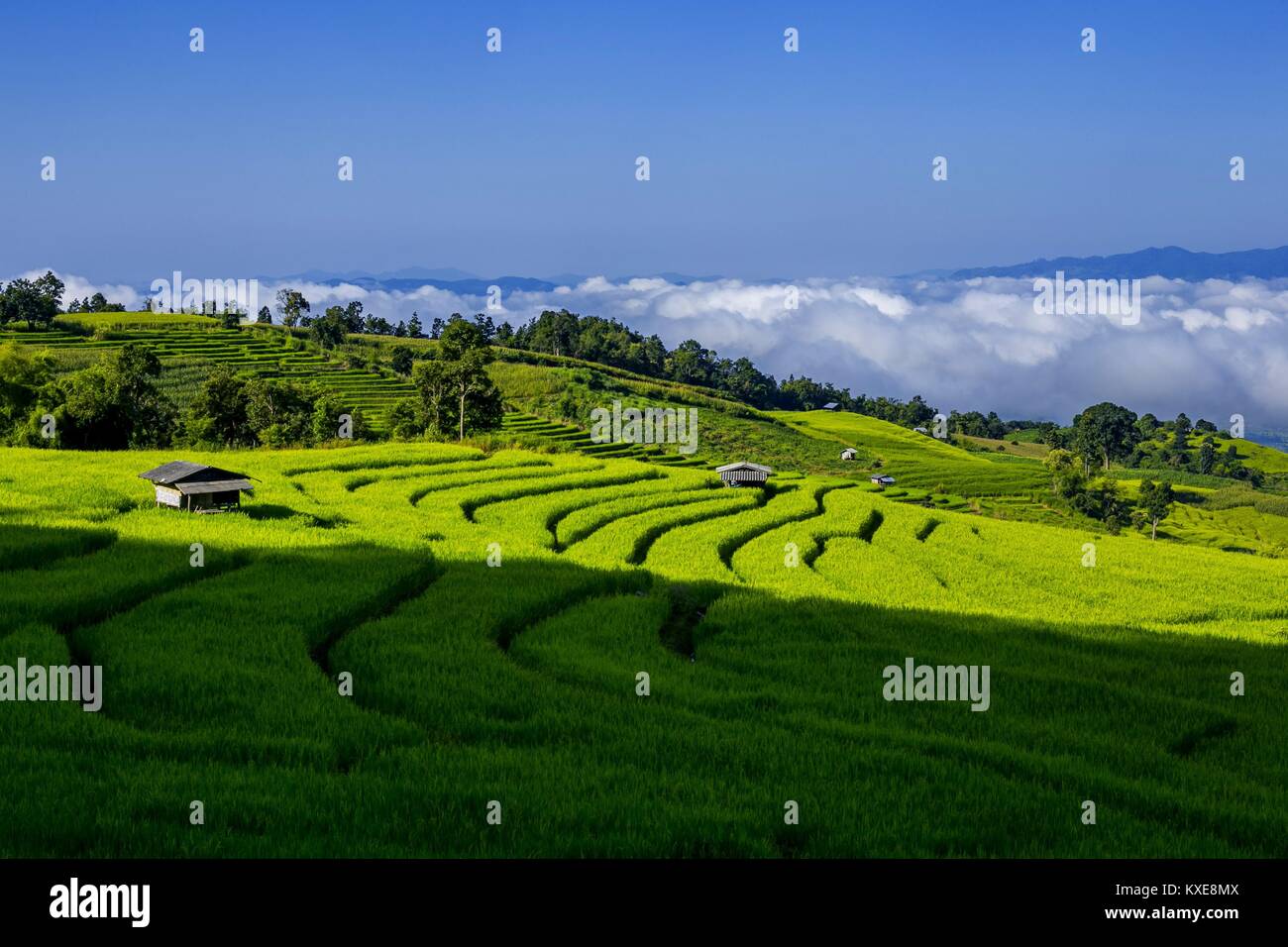 Step paddy field hi-res stock photography and images - Alamy