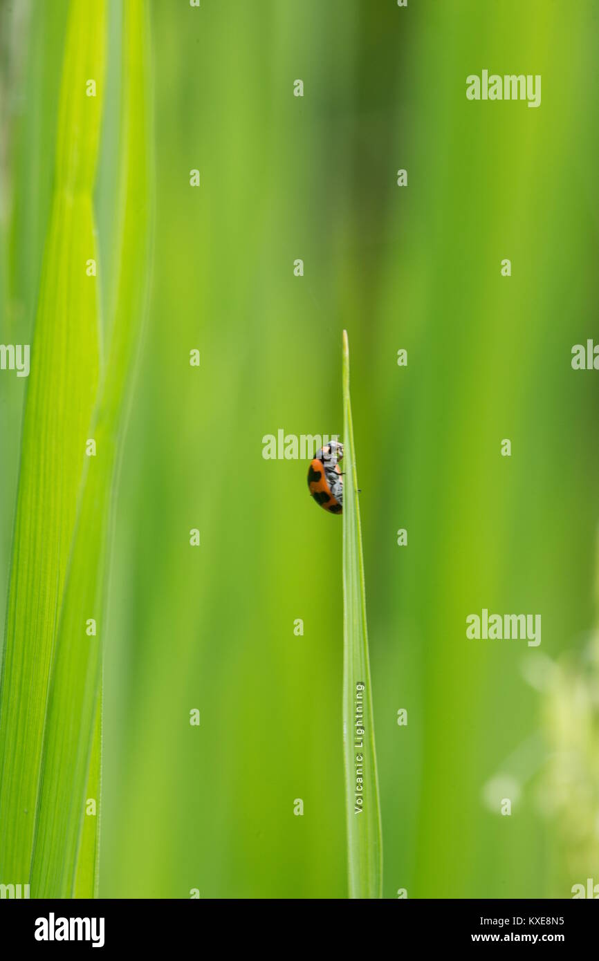 dew drop and insect on rice field Stock Photo - Alamy