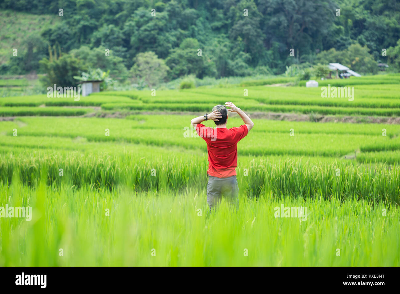 man standing in rice field Stock Photo - Alamy