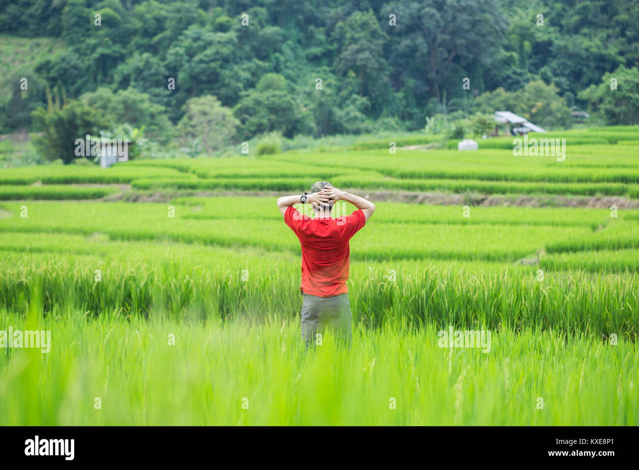 man standing in rice field Stock Photo - Alamy