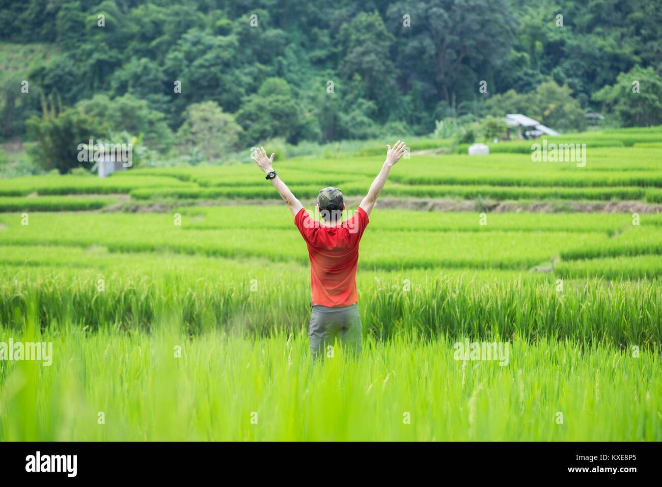 man standing in rice field Stock Photo - Alamy