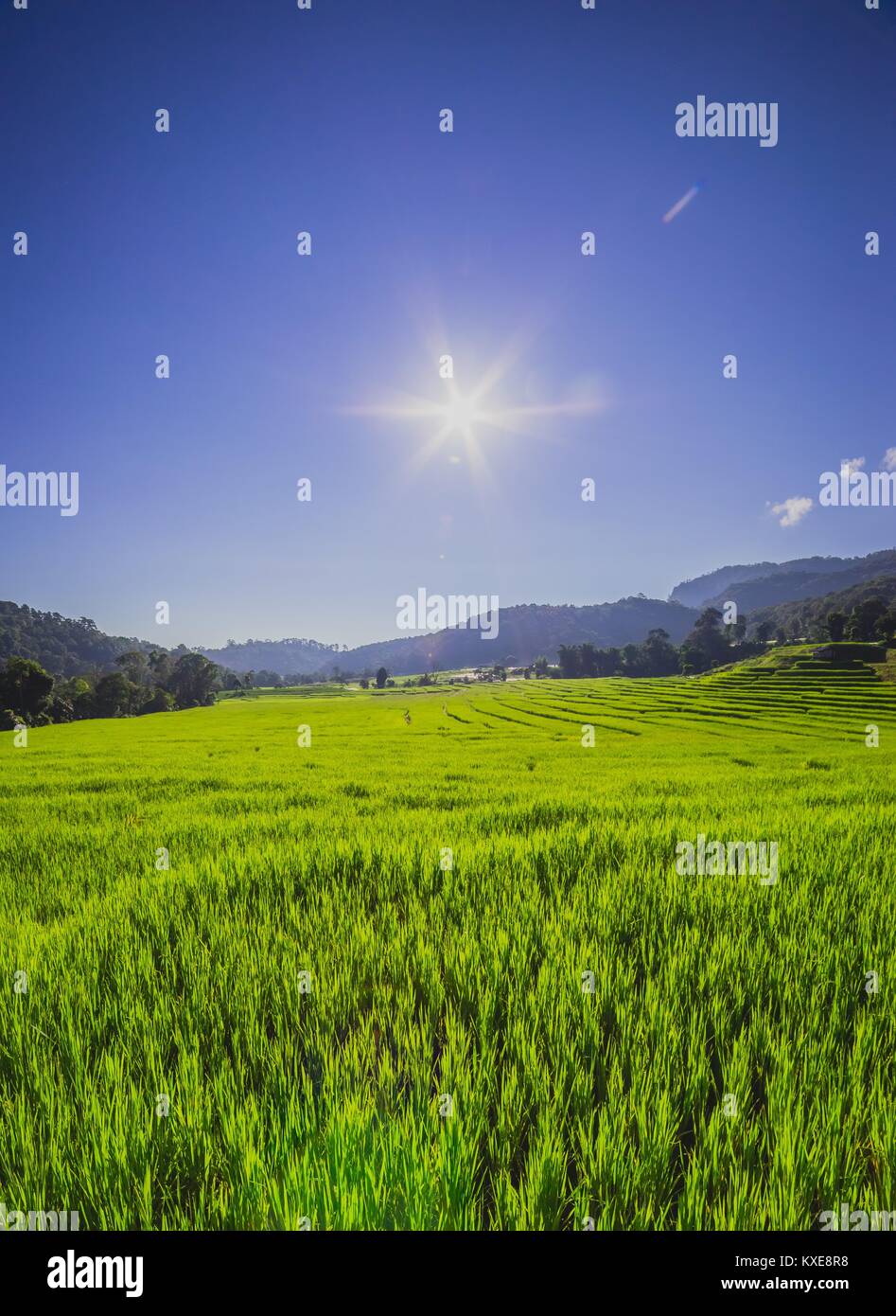 Terrace rice field in north Thailand. Pa Bong Piang rice paddy field in ...