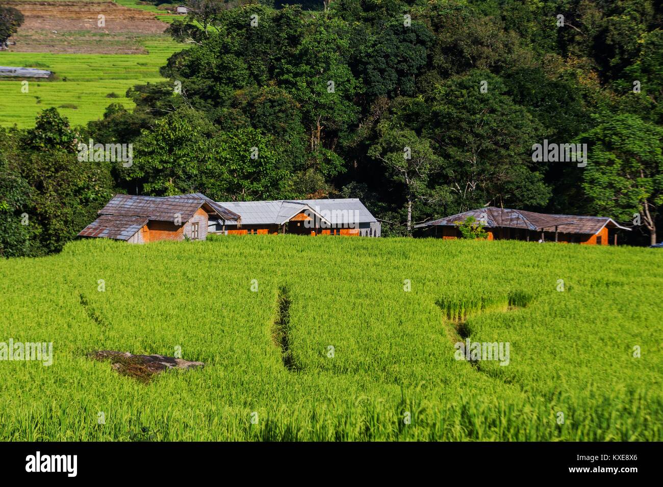 Terrace rice field in north Thailand. Pa Bong Piang rice paddy field in ...