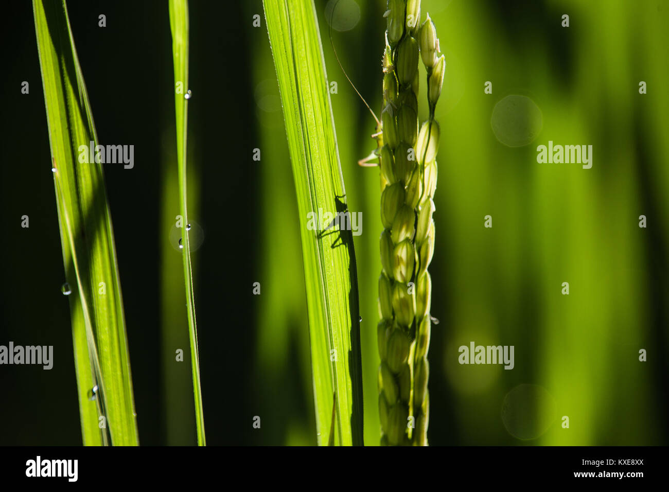 dew drop and insect on rice field Stock Photo - Alamy