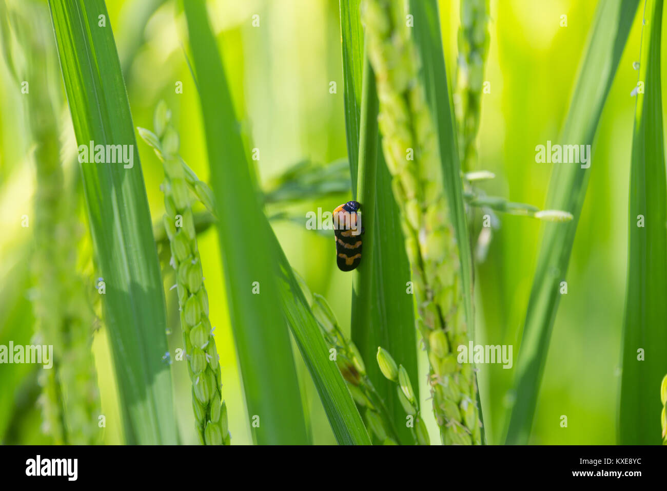 dew drop and insect on rice field Stock Photo - Alamy