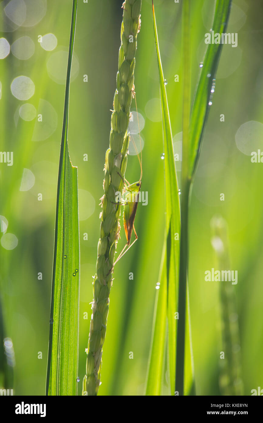 dew drop and insect on rice field Stock Photo - Alamy