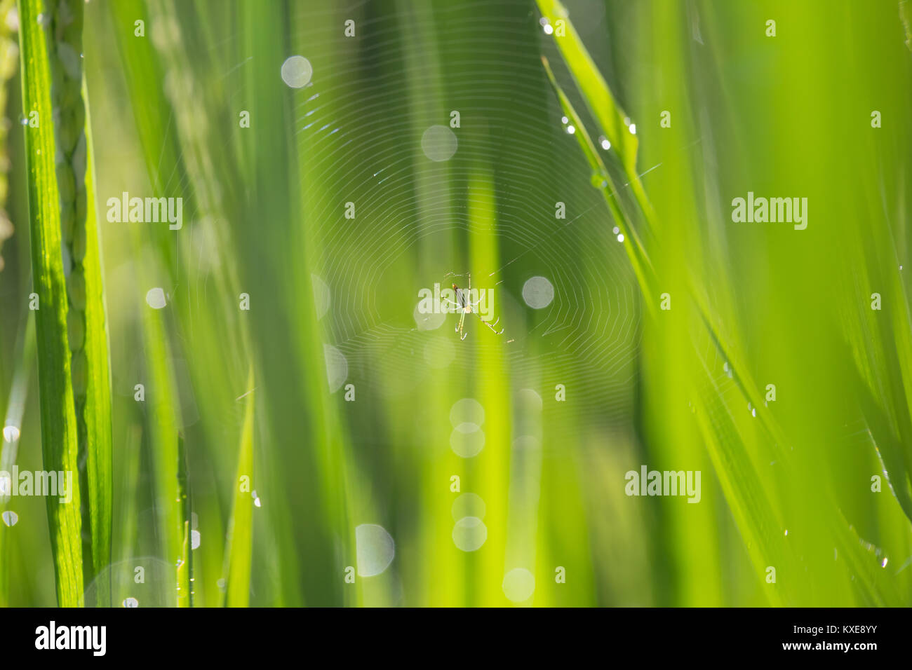 dew drop and insect on rice field Stock Photo - Alamy