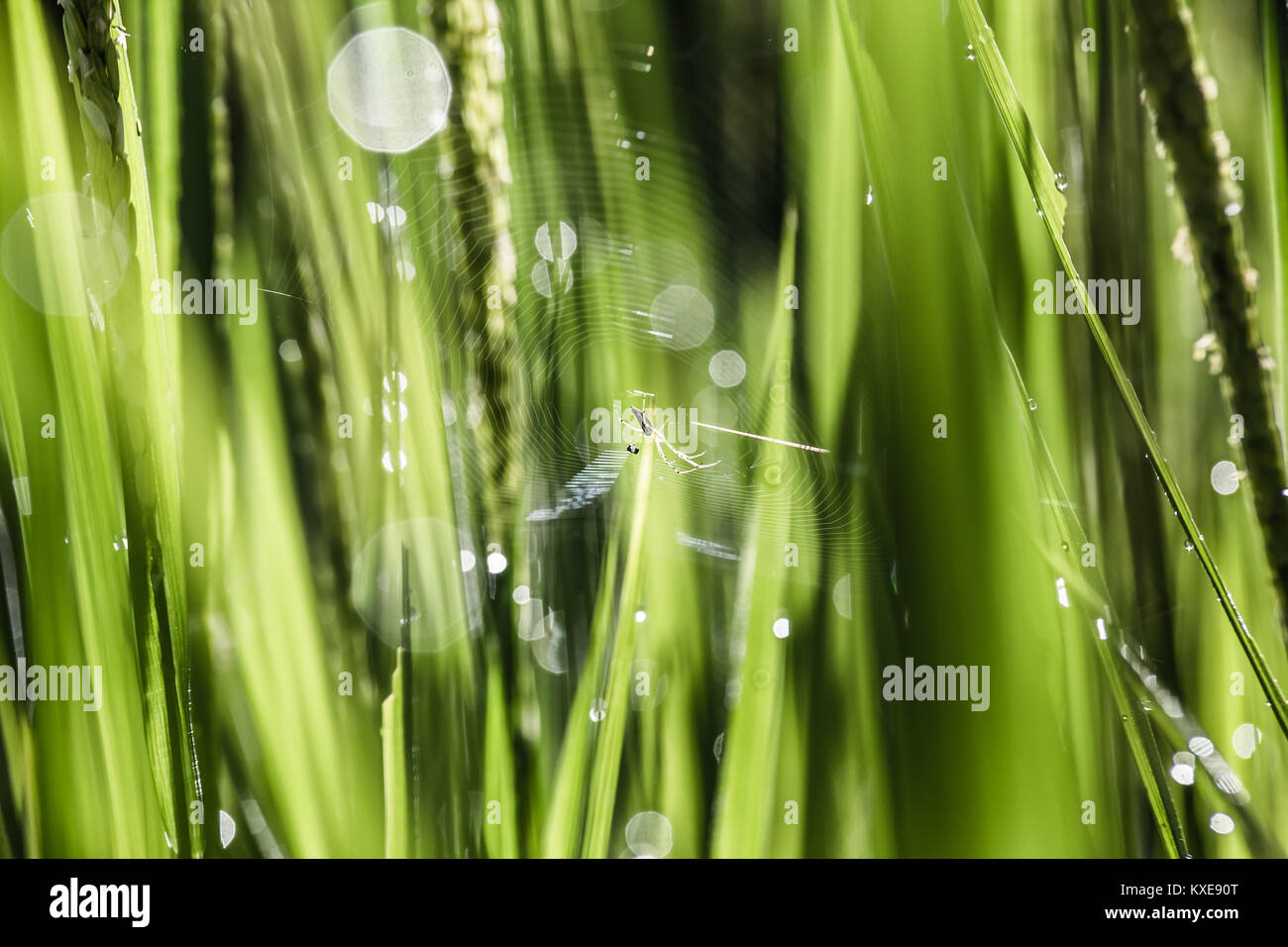 dew drop and insect on rice field Stock Photo - Alamy