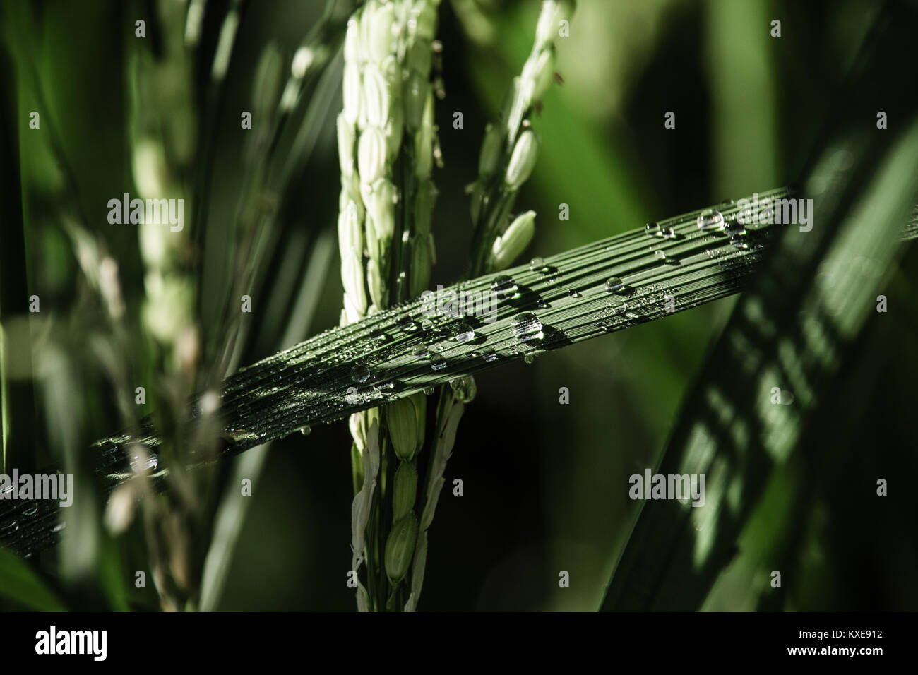 dew drop and insect on rice field Stock Photo - Alamy