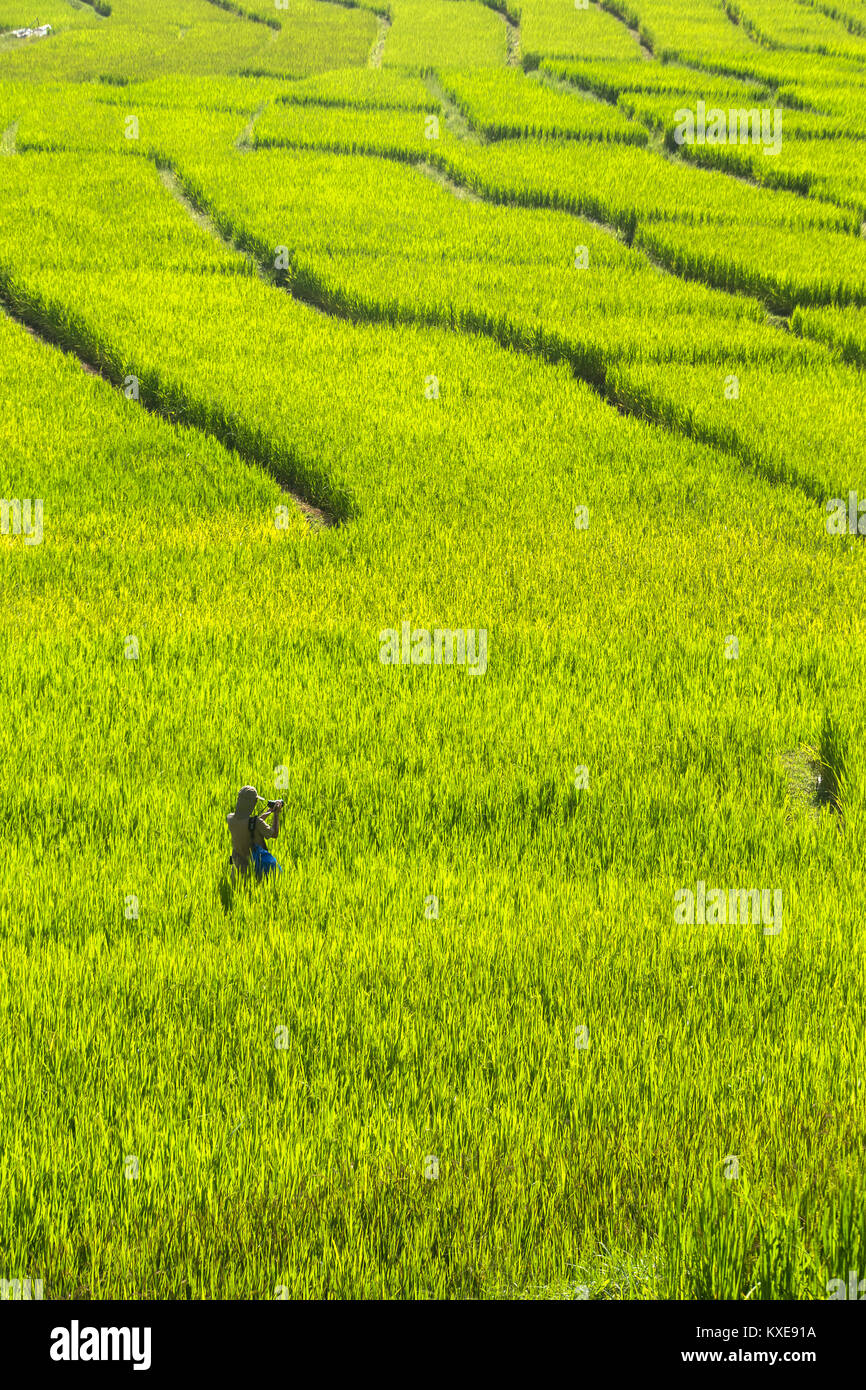 Terrace rice field in north Thailand. Pa Bong Piang rice paddy field in ...