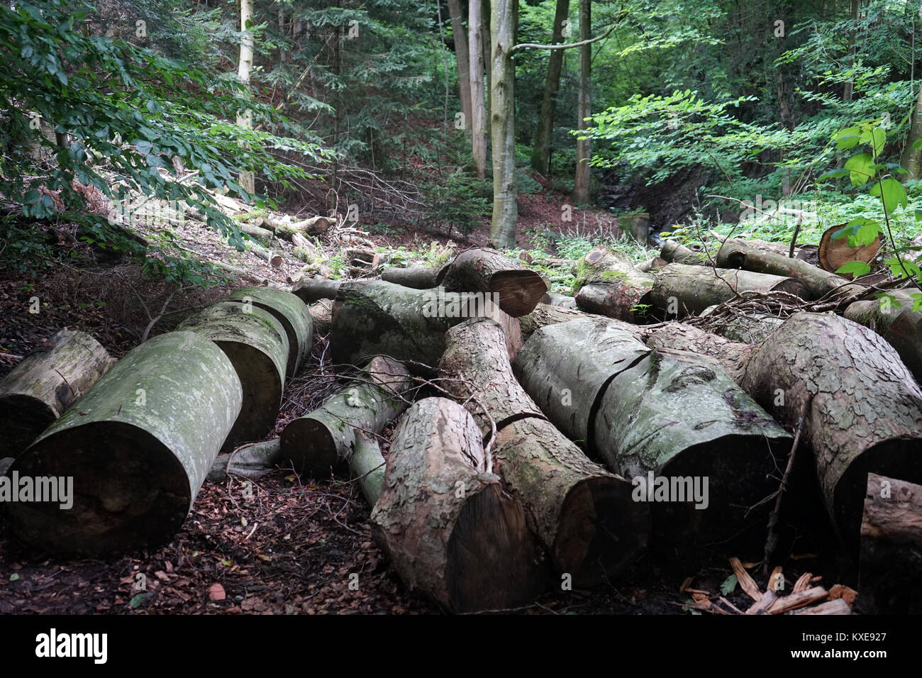 Big logs in the forest in Switzerland Stock Photo - Alamy
