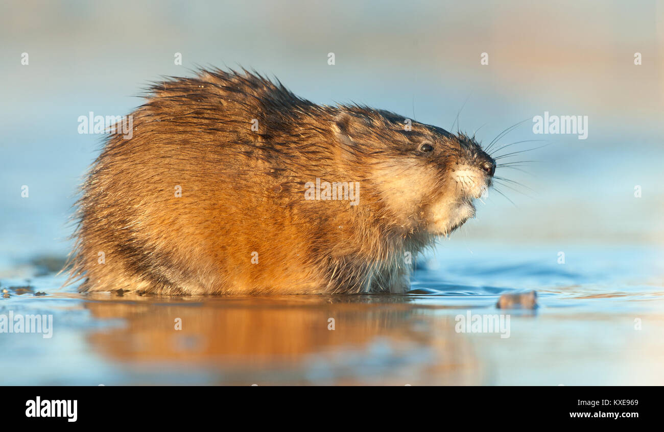 Common muskrat hi-res stock photography and images - Alamy